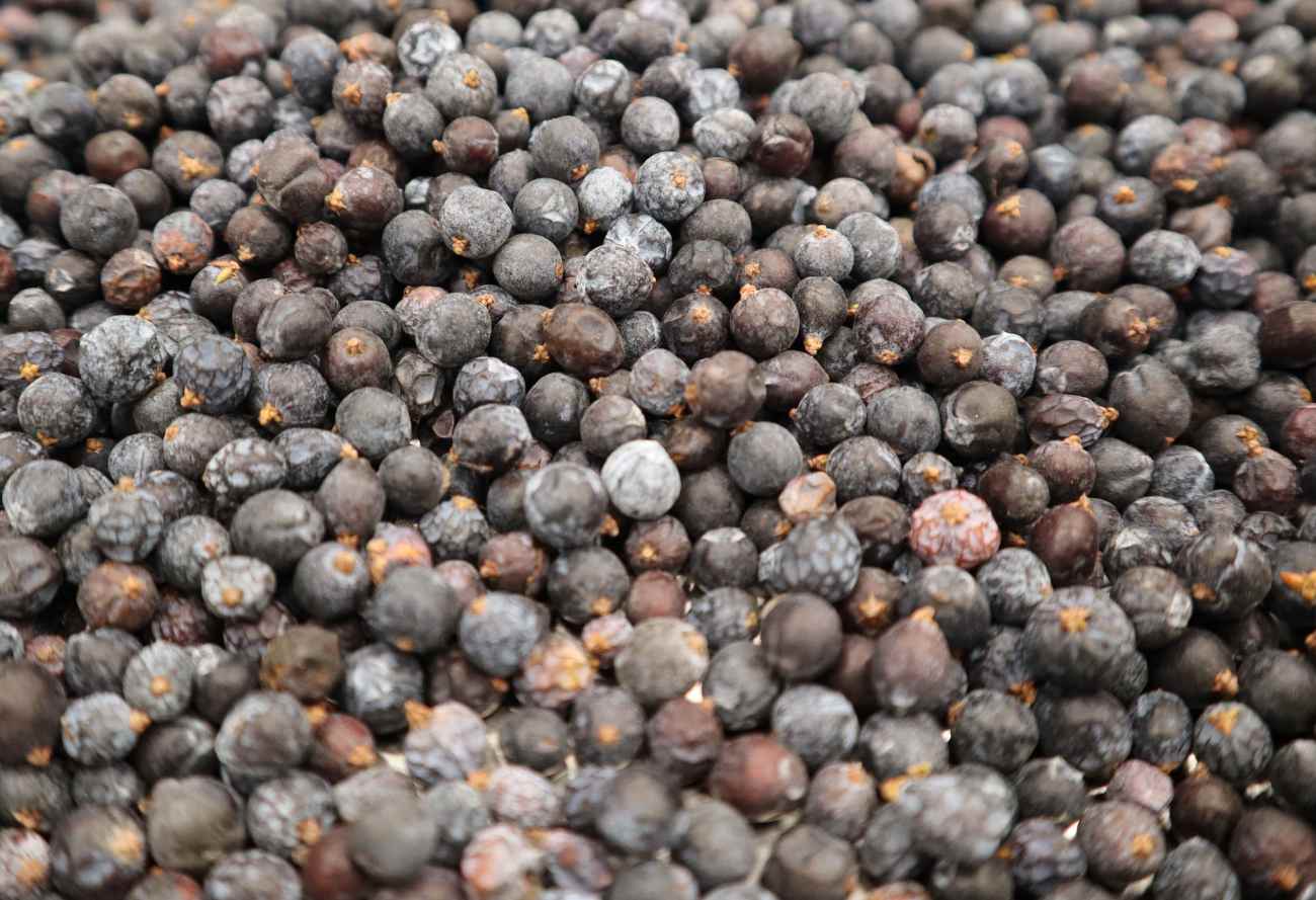Dried Juniper Berries - Forest For Dinner | Wild Food Specialist on ...