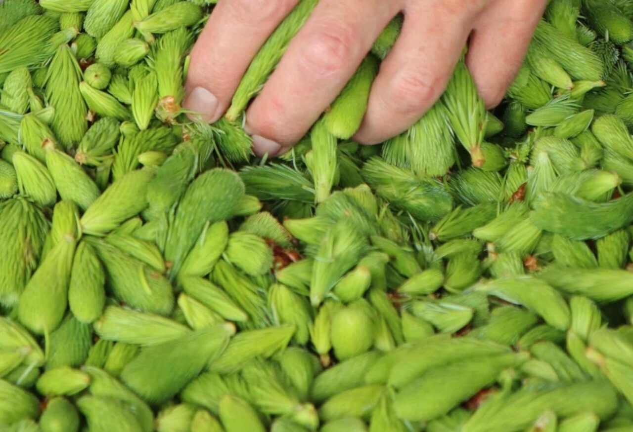 Spruce Tip Jelly - Forest For Dinner | Wild Food Specialist on ...