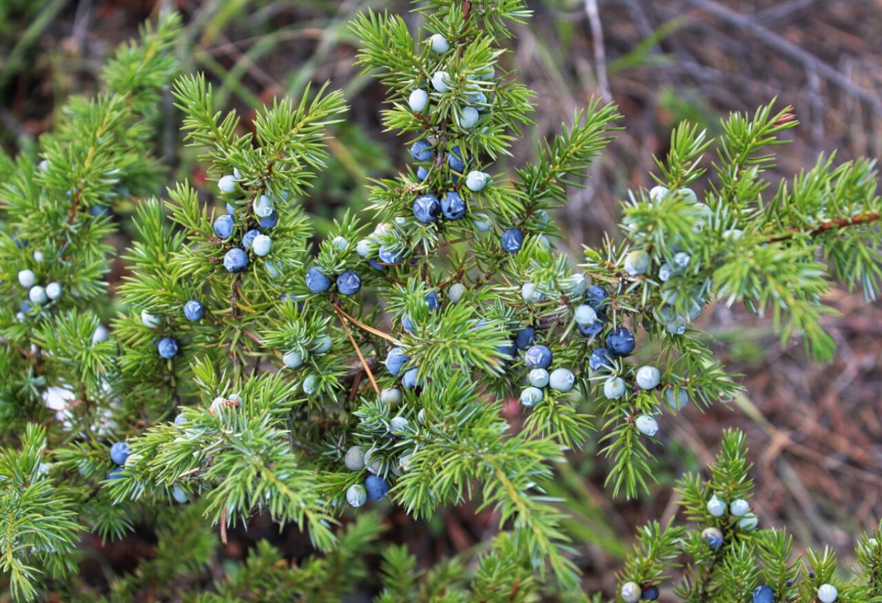 Dried Juniper Berries - Forest For Dinner | Wild Food Specialist on ...