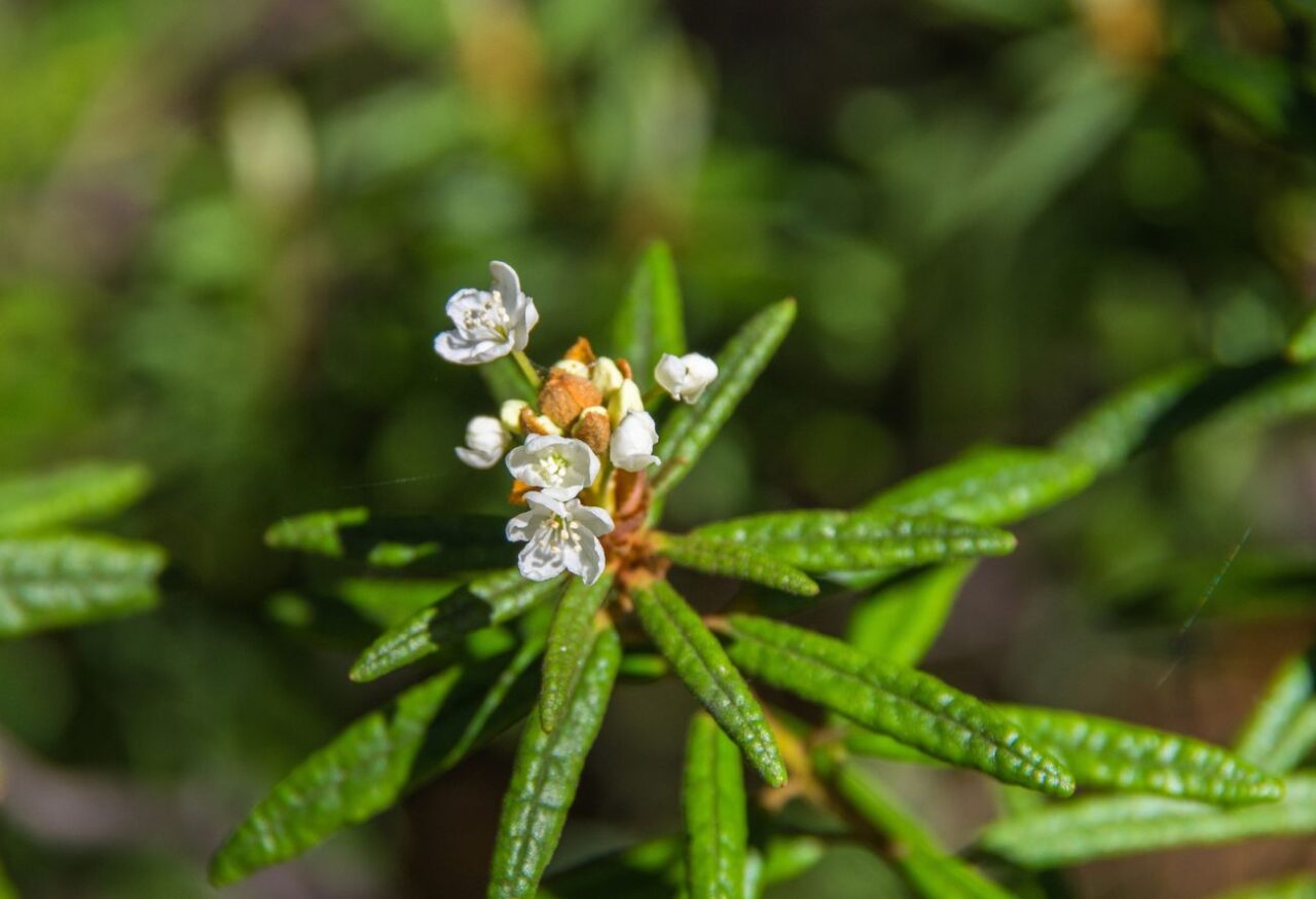 Dried Labrador Tea - Forest For Dinner | Wild Food Specialist on ...