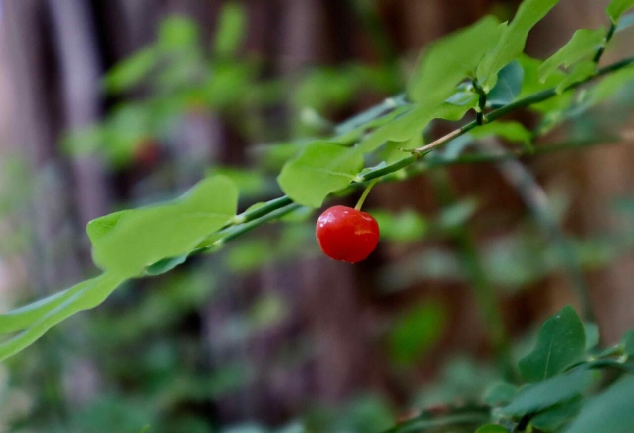 Wild Red Huckleberry Jelly - Forest For Dinner | Wild Food Specialist ...
