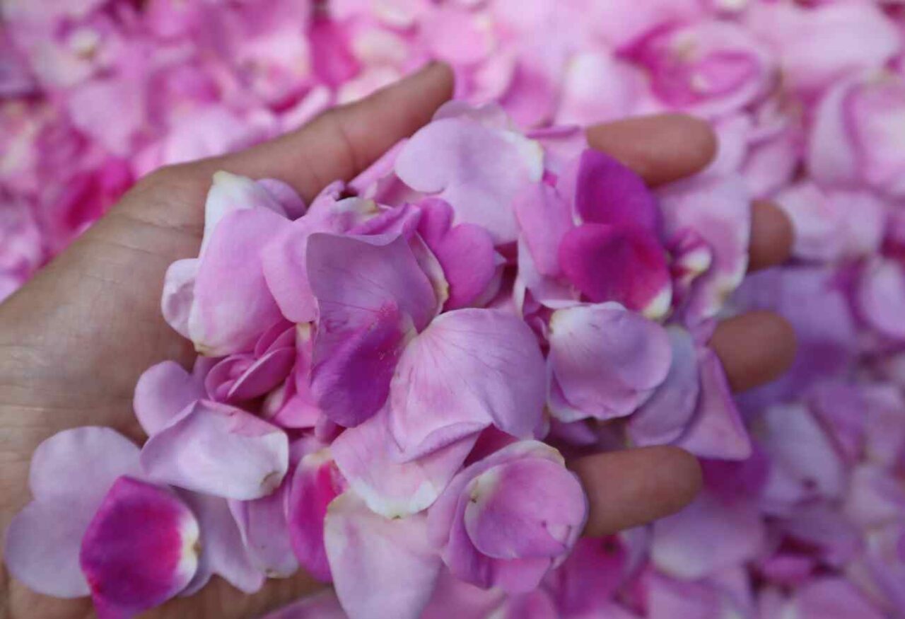 Dried Nootka Rose Petals - Forest For Dinner | Wild Food Specialist on Vancouver Island