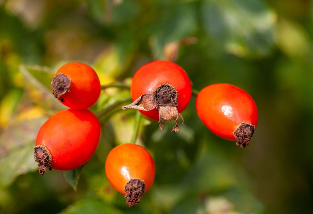 Dried Rose Hips - Forest For Dinner | Wild Food Specialist on Vancouver ...