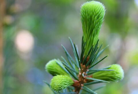 Dried Spruce Tips - Forest For Dinner | Wild Food Specialist on ...